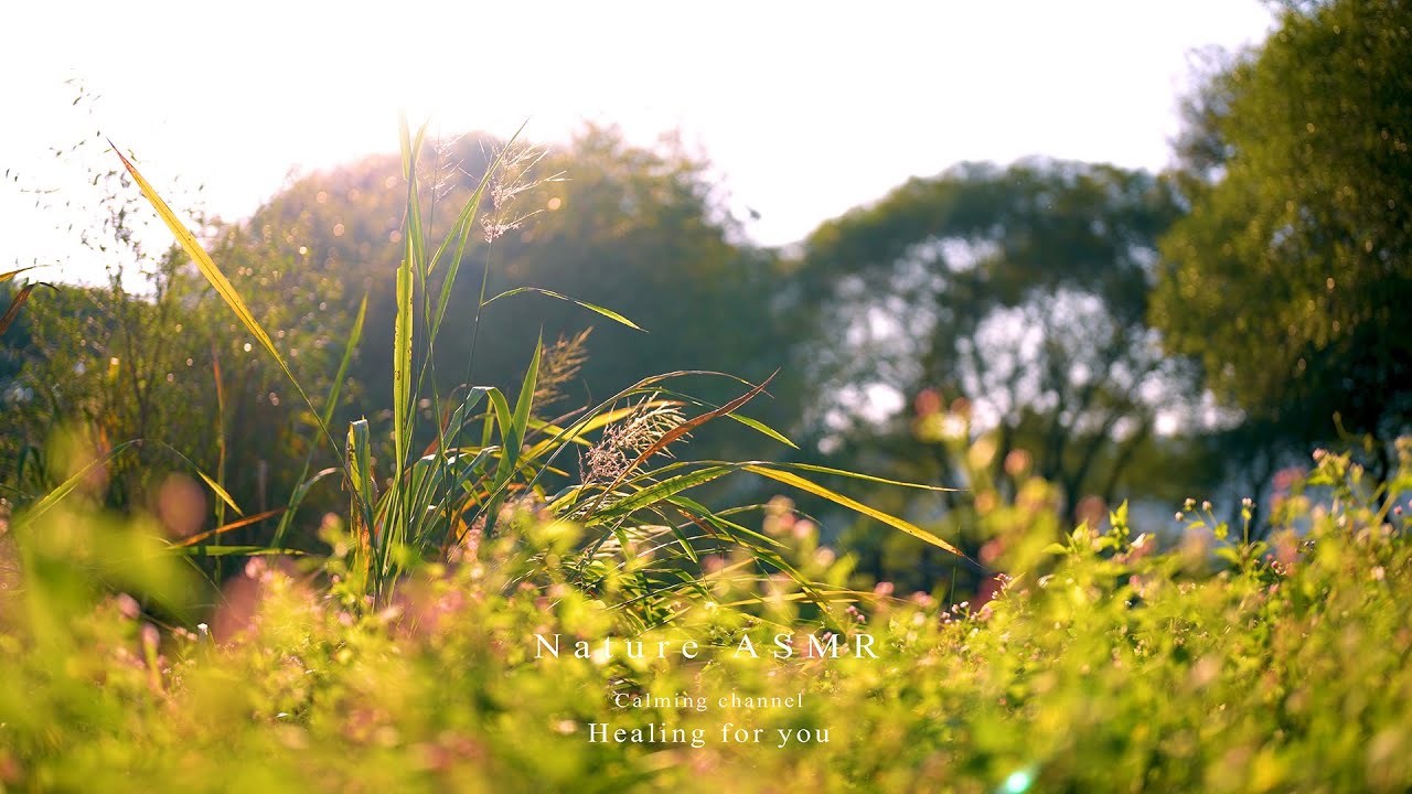 따듯한 햇빛 머금은 가을의 자연 정원 새소리 풀벌레 소리가 어우러진 가을 풍경 소리 힐링 Asmr Youtube