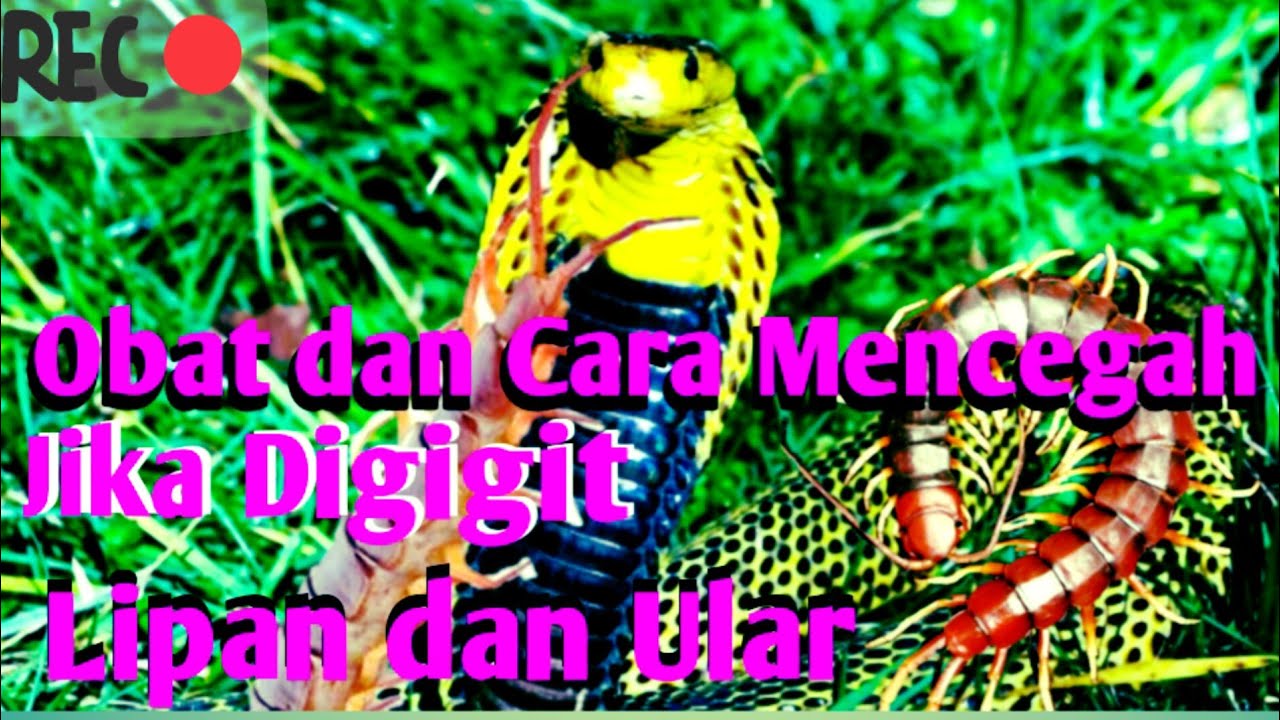 Obat dan cara mencegah jika digigit Lipan dan Ular - YouTube