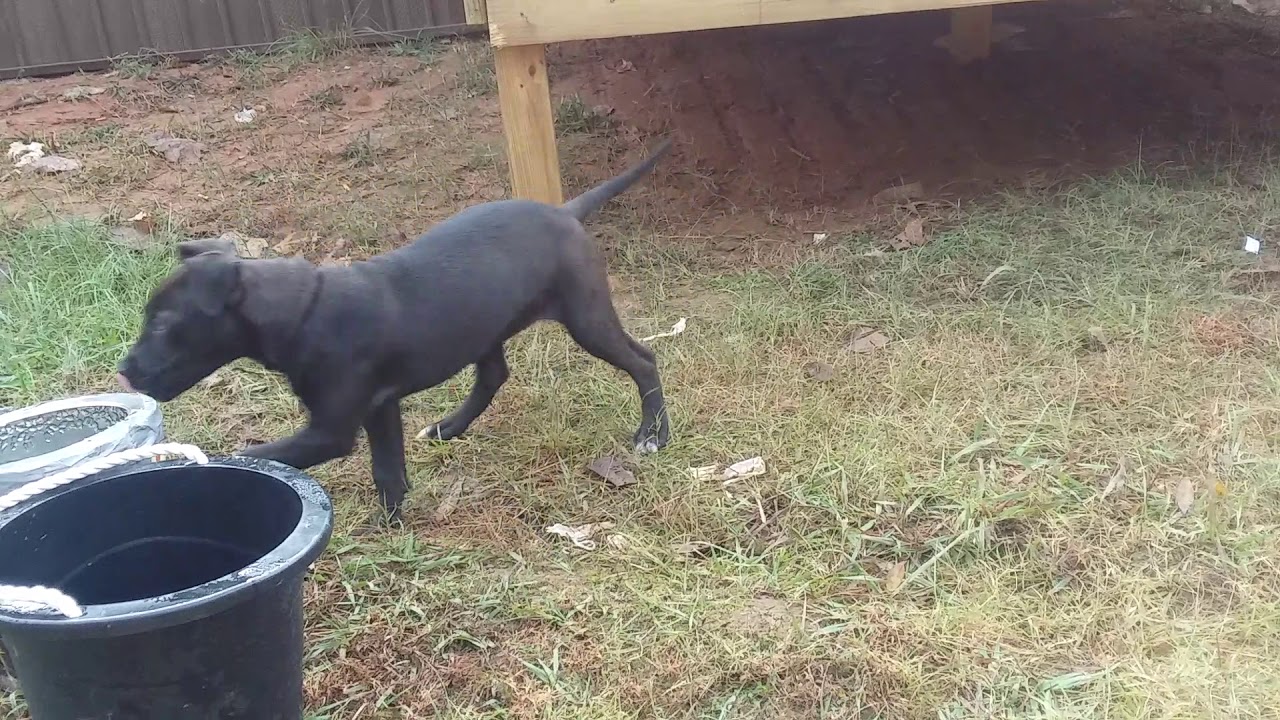 Razors edge gator mouth Texas red nose and Colby - YouTube