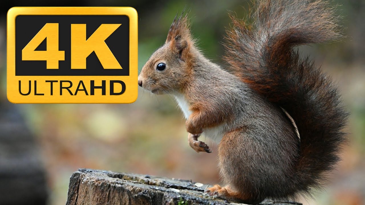 Squirrels Relaxing Instrumental Meditation Music - YouTube