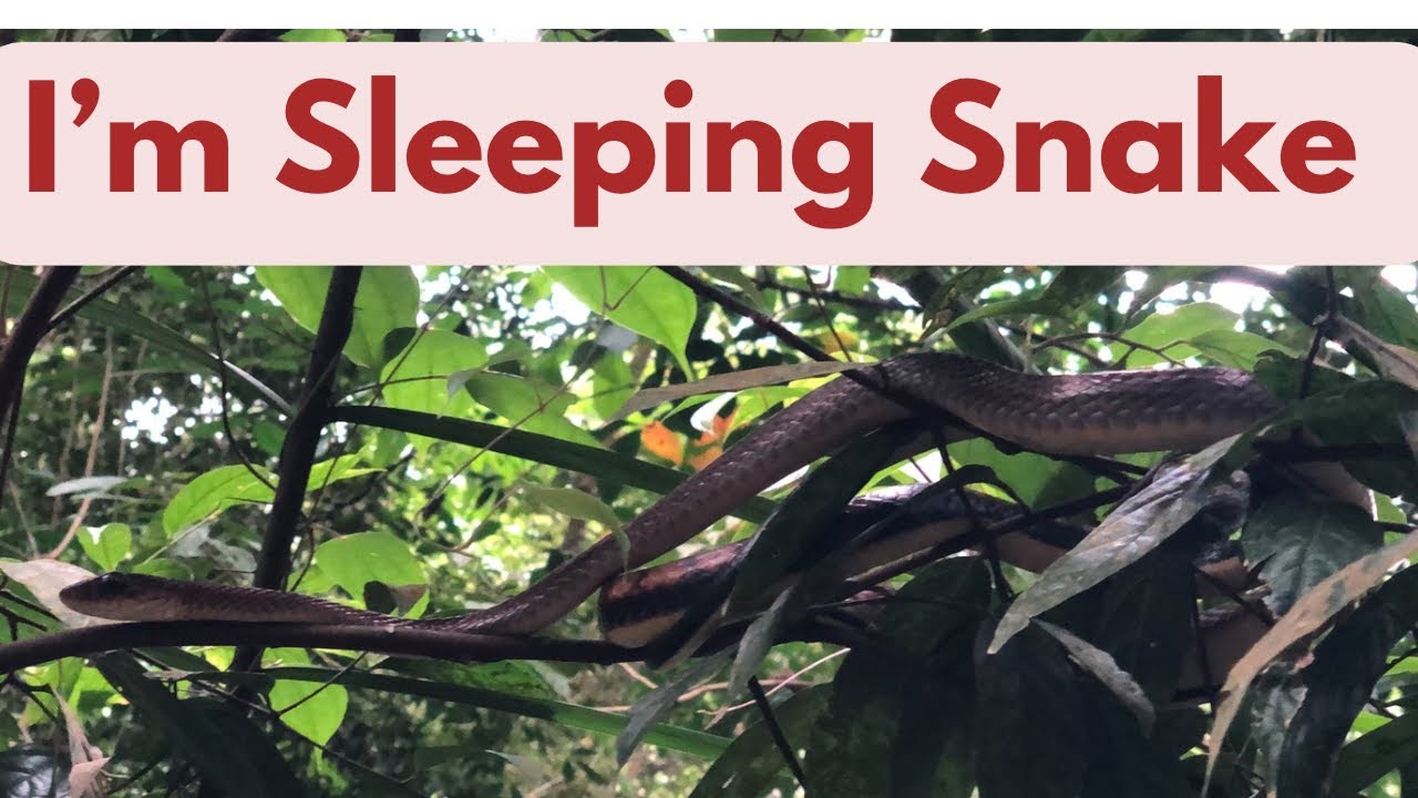 White bellied Rat snake from Singapore | Non venomous - YouTube