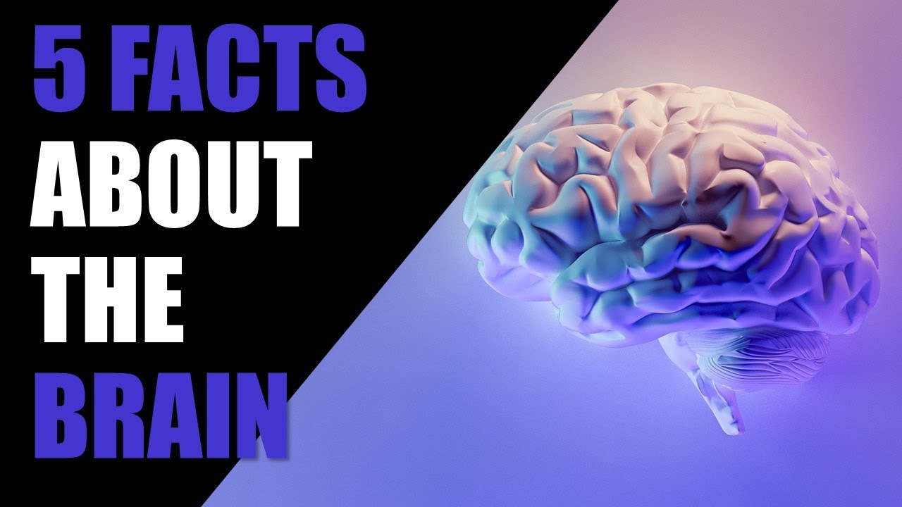 5 Amazing Facts About The Human Brain - YouTube
