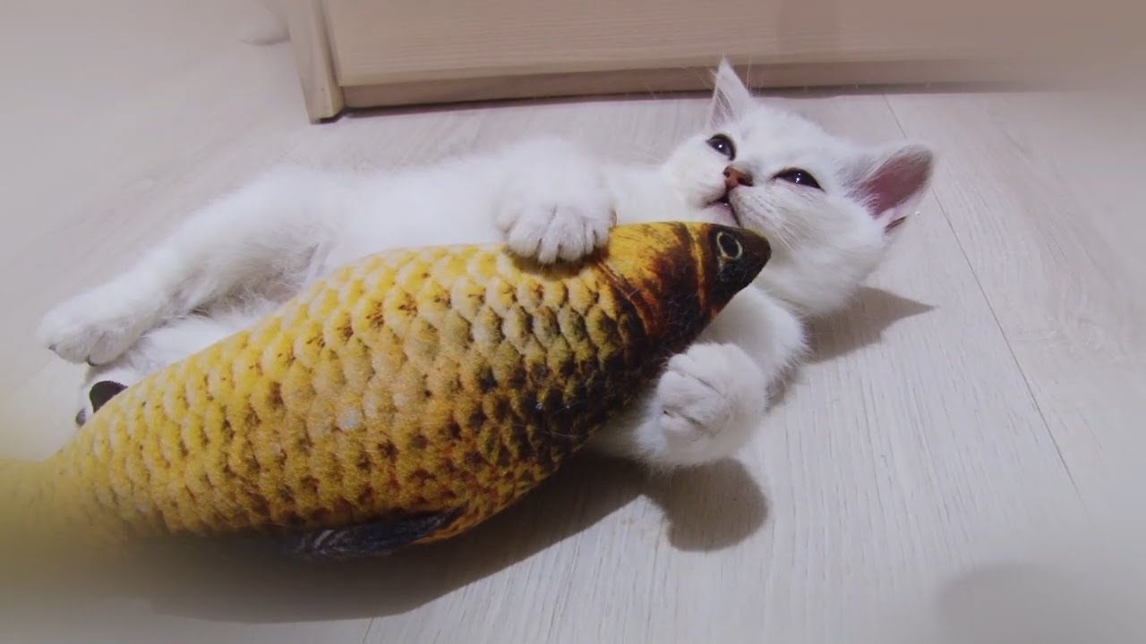 The cute kitten is resting hugging the fish | Sweet video with the ...