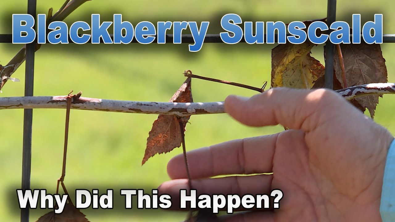 Sunscald on Blackberry - YouTube