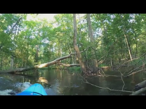 Caught On Camera: Alligator Attacks Kayaker