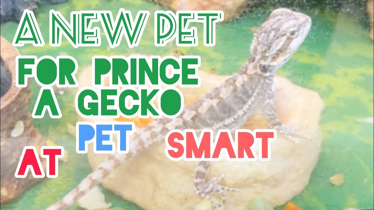 Getting Prince A Leopard Gecko/At Pet Smart - YouTube