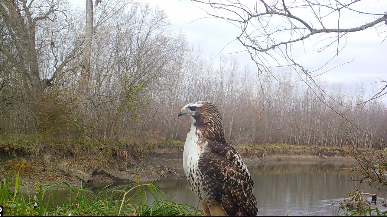 One Minute in Nature: Red Tail Hawk Edition - YouTube