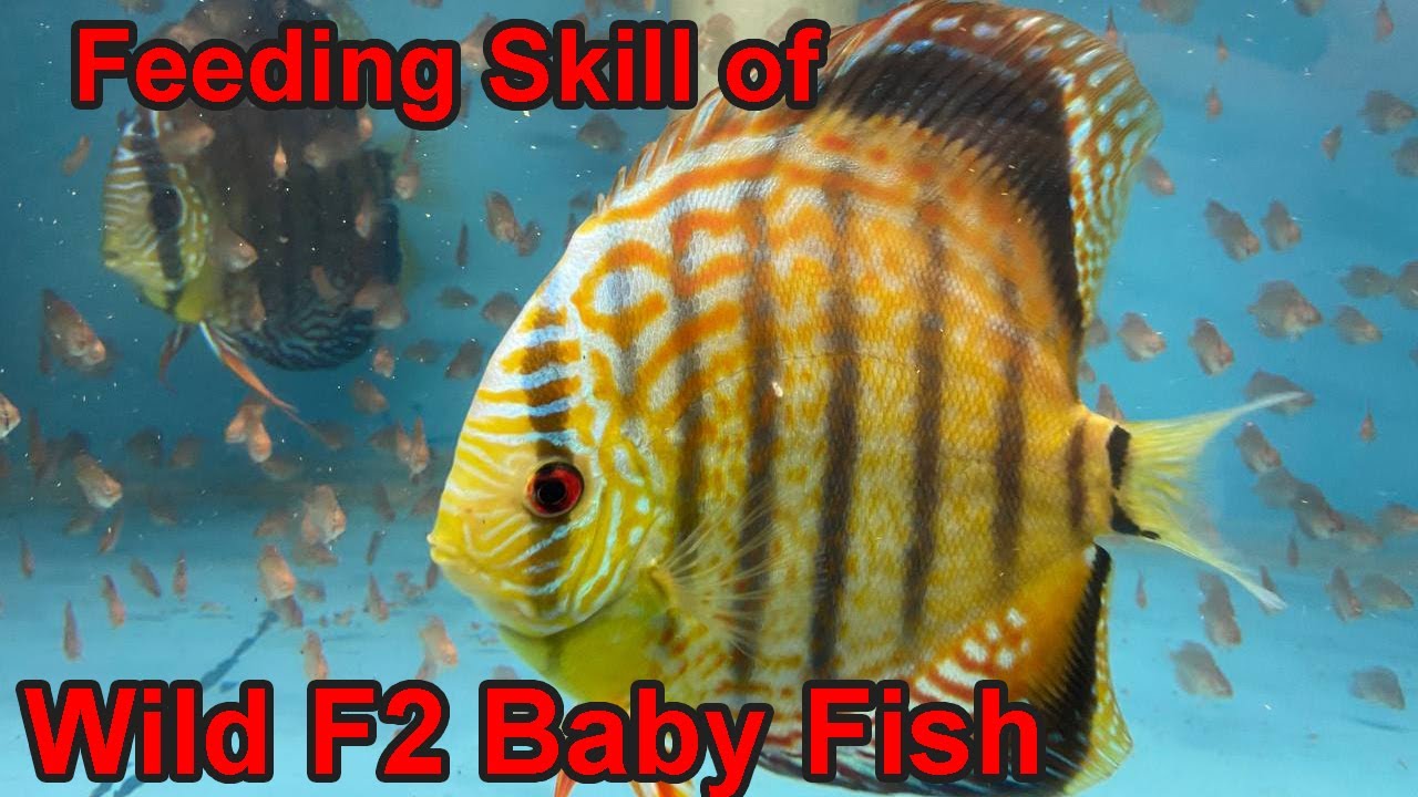 FEEDING skill of Wild F2 Discus Baby fish -TRAILOR - YouTube