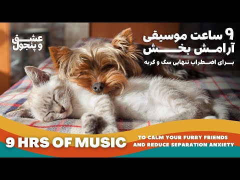 نه ساعت موسیقی آرام بخش برای حیوانات خانگی