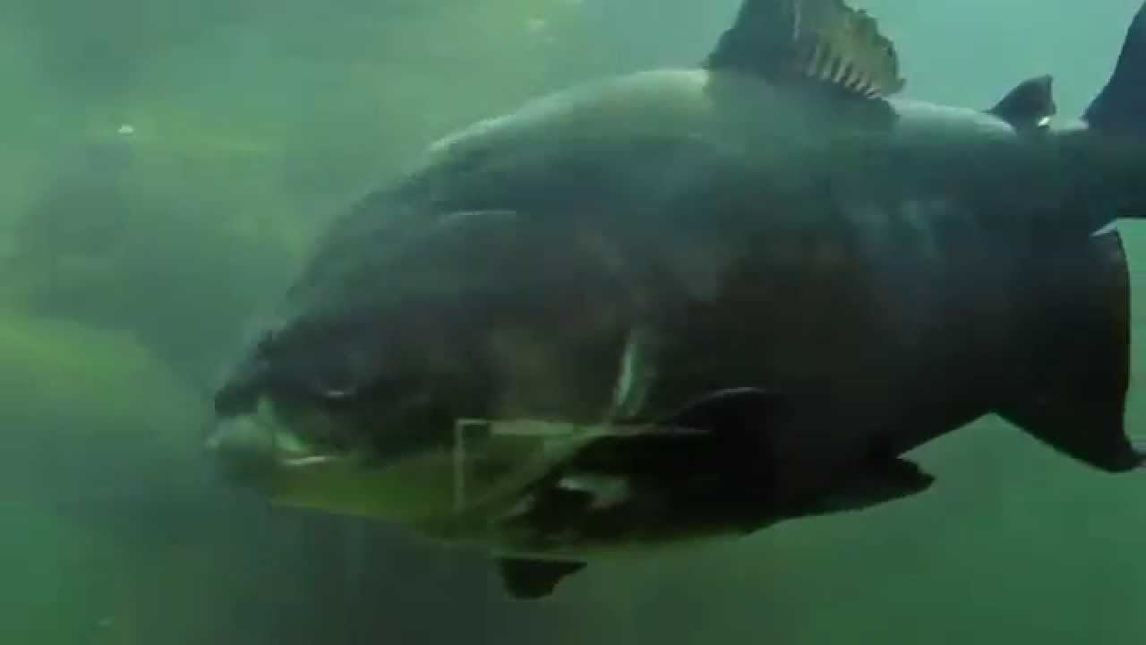 Cachama Negra (Cherna), Cachama Blanca y Bagre Rayado en Bioparque los ...