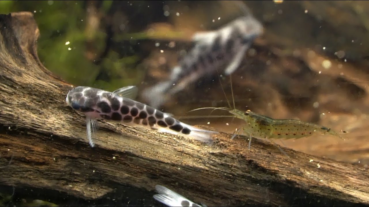 Relaxing fish footage - YouTube