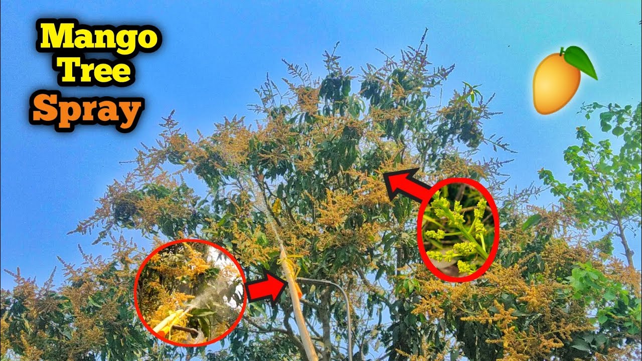 Mango Tree Spray for Better Fruiting ( आम में अधिक फलन के लिए करें ...