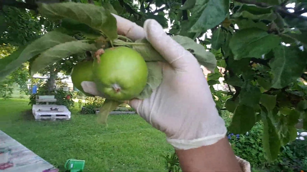 Pasyal sa garden at pasilip sa bunga ng apples🍎🍏 - YouTube