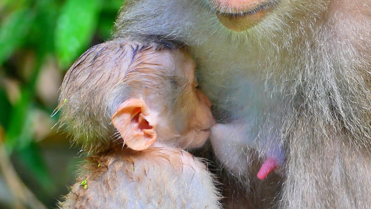 Ohh!RriPp..! G0dd! p00r..Monkeys l adorable Video Luna and baby Lucie I ...