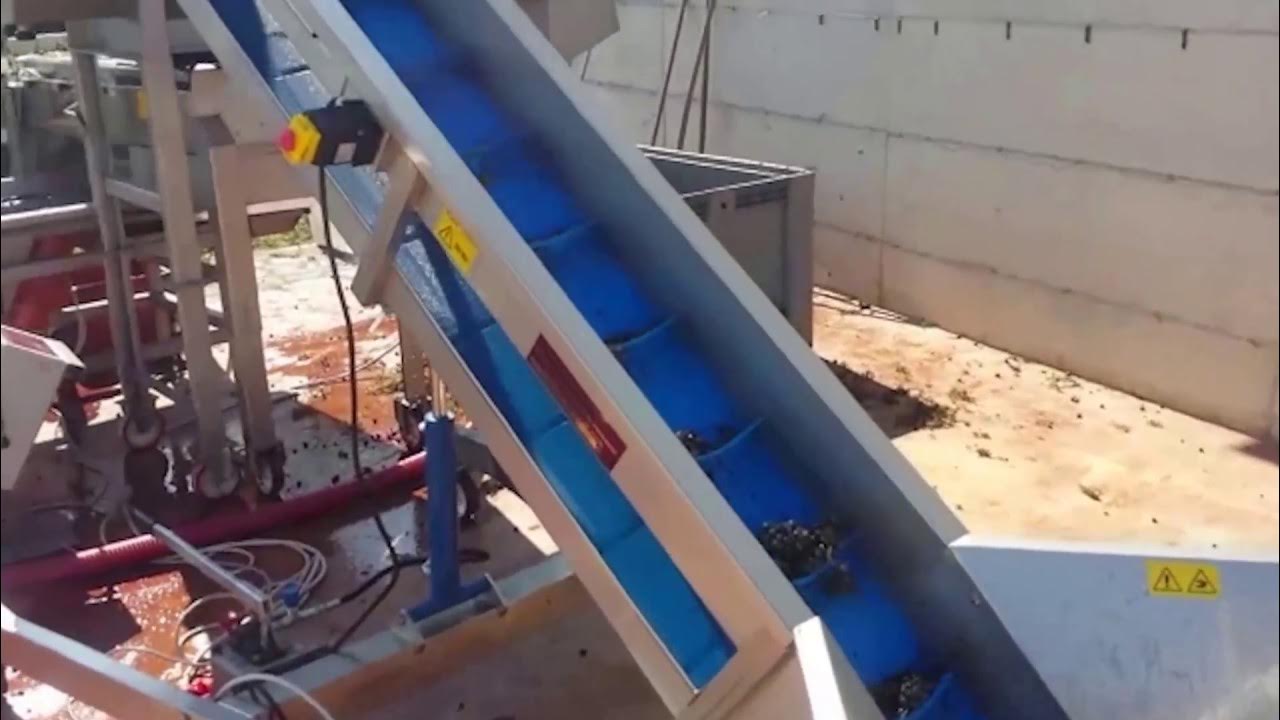 MANUAL GRAPE SORTING-AUTOMATIC GRAPE SORTING MESA SELECCION AUTOMATICA - YouTube