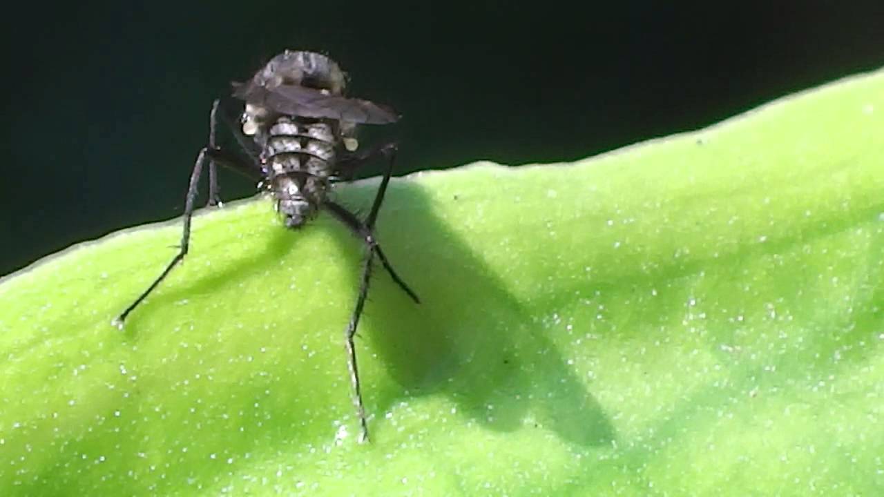 Fly is rubbing her Legs Close Up - YouTube