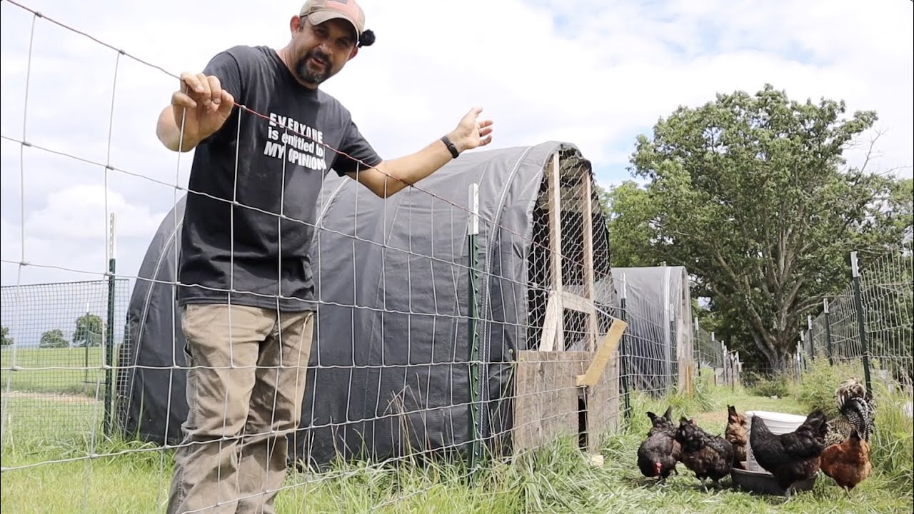 We're RELEASING the DUCKLINGS into the Chicken Moat! - YouTube