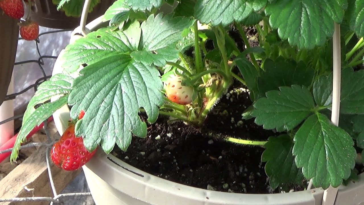 Temptation Strawberries, Tresca Strawberries Update 11 9 2020 - YouTube