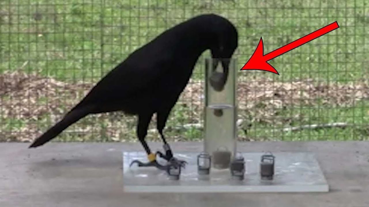 These are the incredible things that crows can do - YouTube