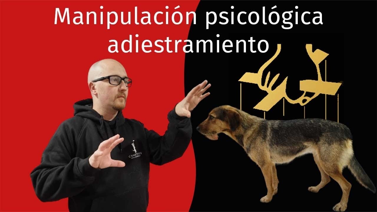 Técnicas de manipulación psicológica aplicadas al adiestramiento canino ...