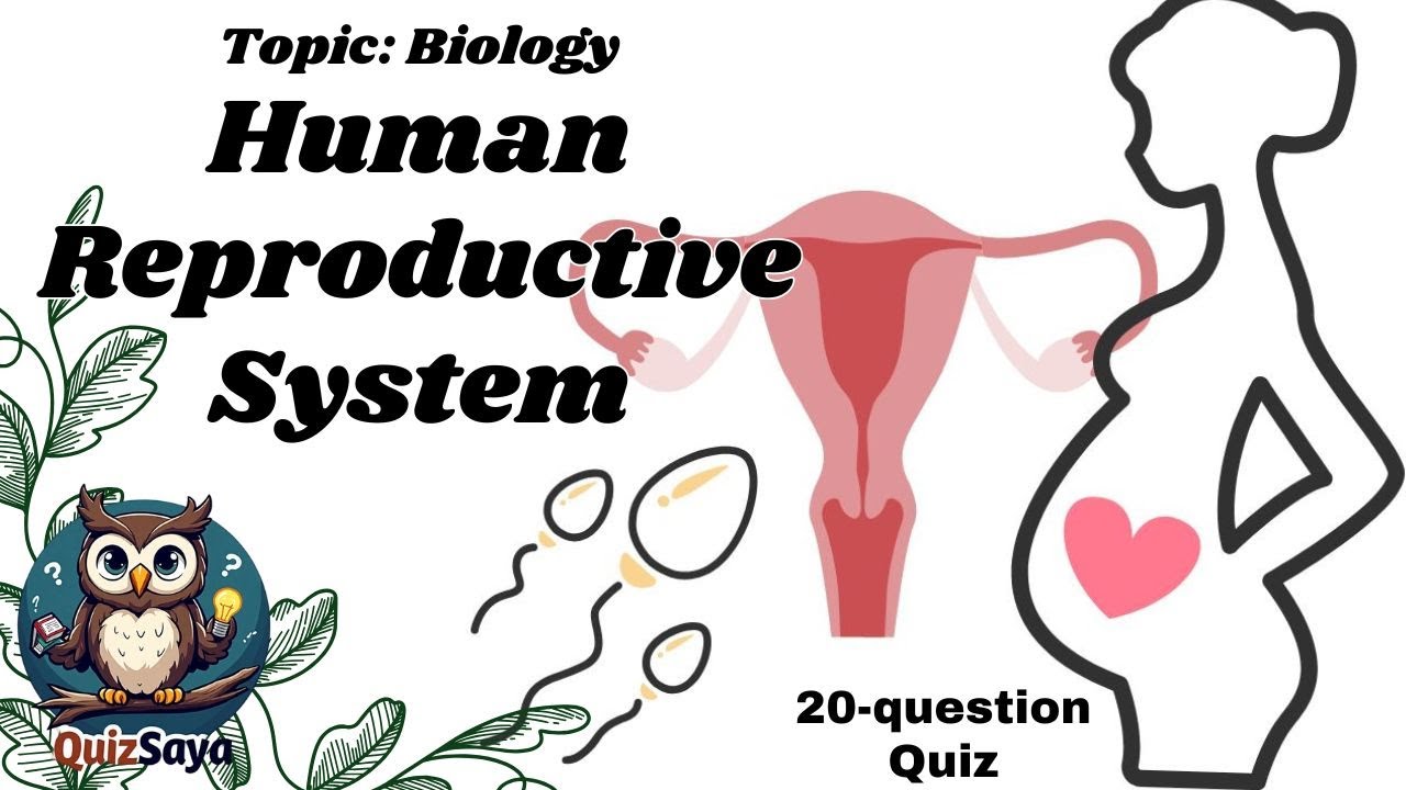 Biology Quiz: Test Your Knowledge on the Human Reproductive System ...