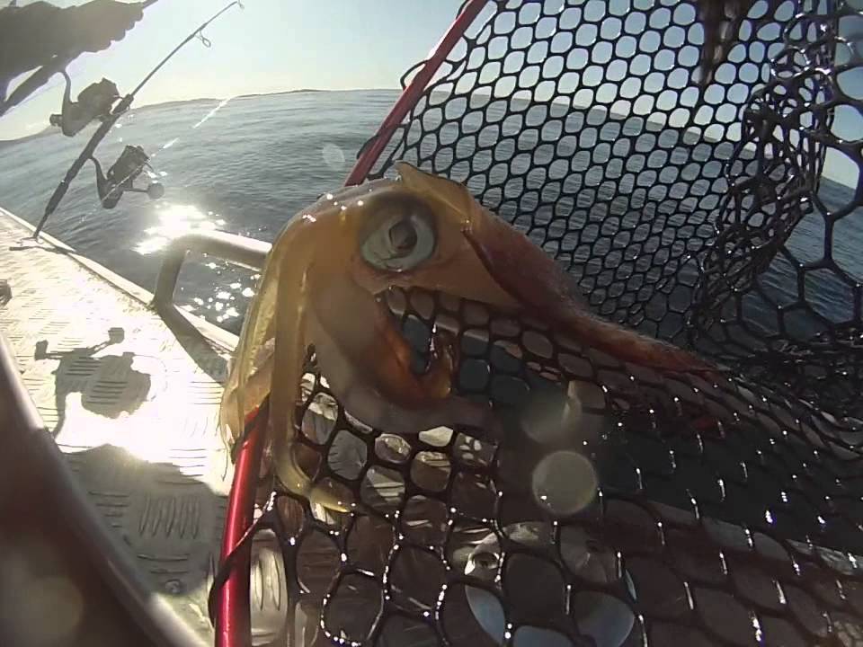 Big Angry Squid - YouTube