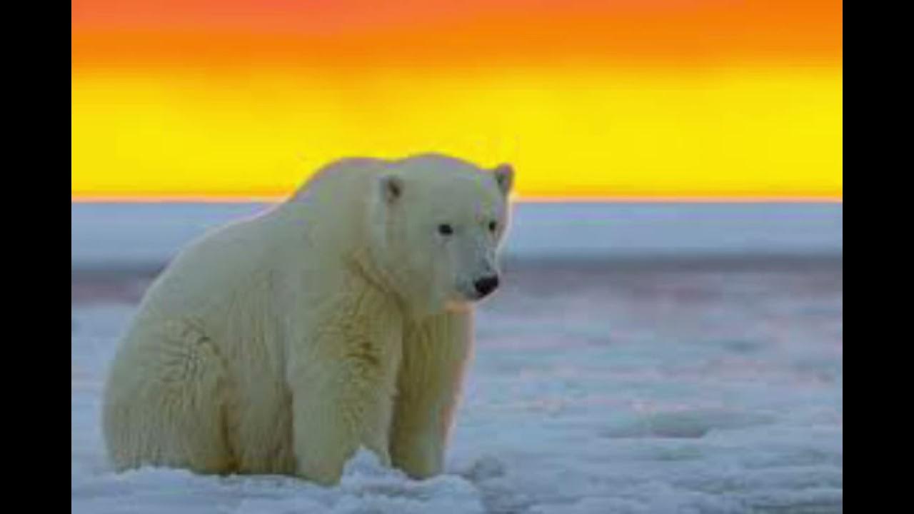 Polar bear sound effect - YouTube