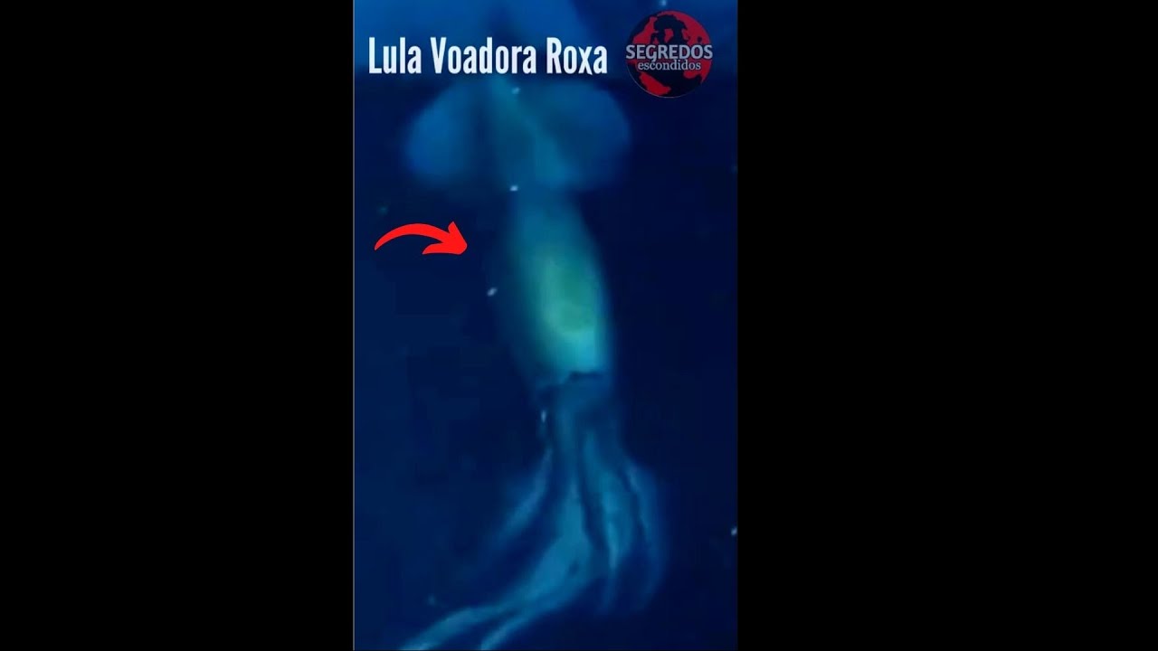 CRIATURA GIGANTE APARECEU EM DESTROÇOS DE UM NAVIO NÁUFRAGADO - Lula ...