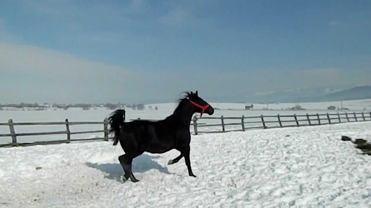 Vand iapa lipitan de culoare neagra - 0785559229 - YouTube