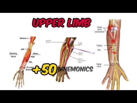 Upper limb mnemonics|upper limb complete mnemonics|medical_mnemonics786 - YouTube