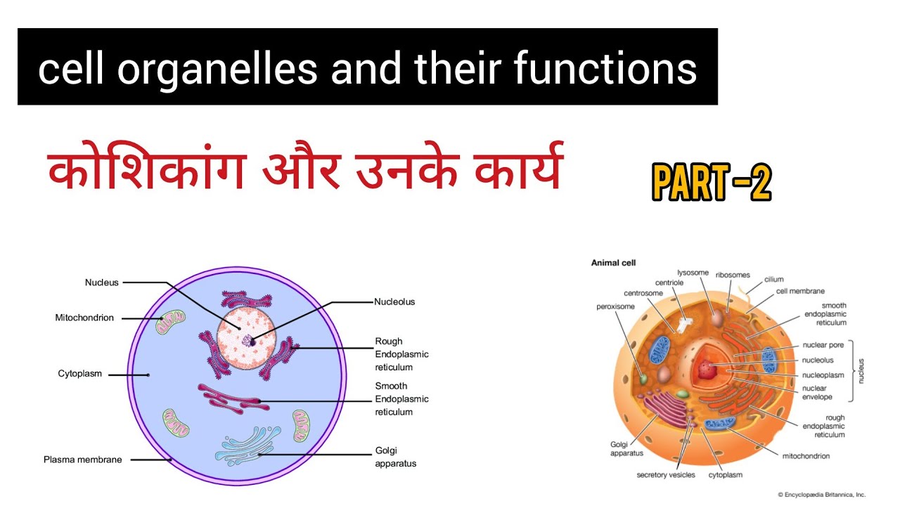 Biology - Structure & Function of Cell Organelles | Part 2 - YouTube