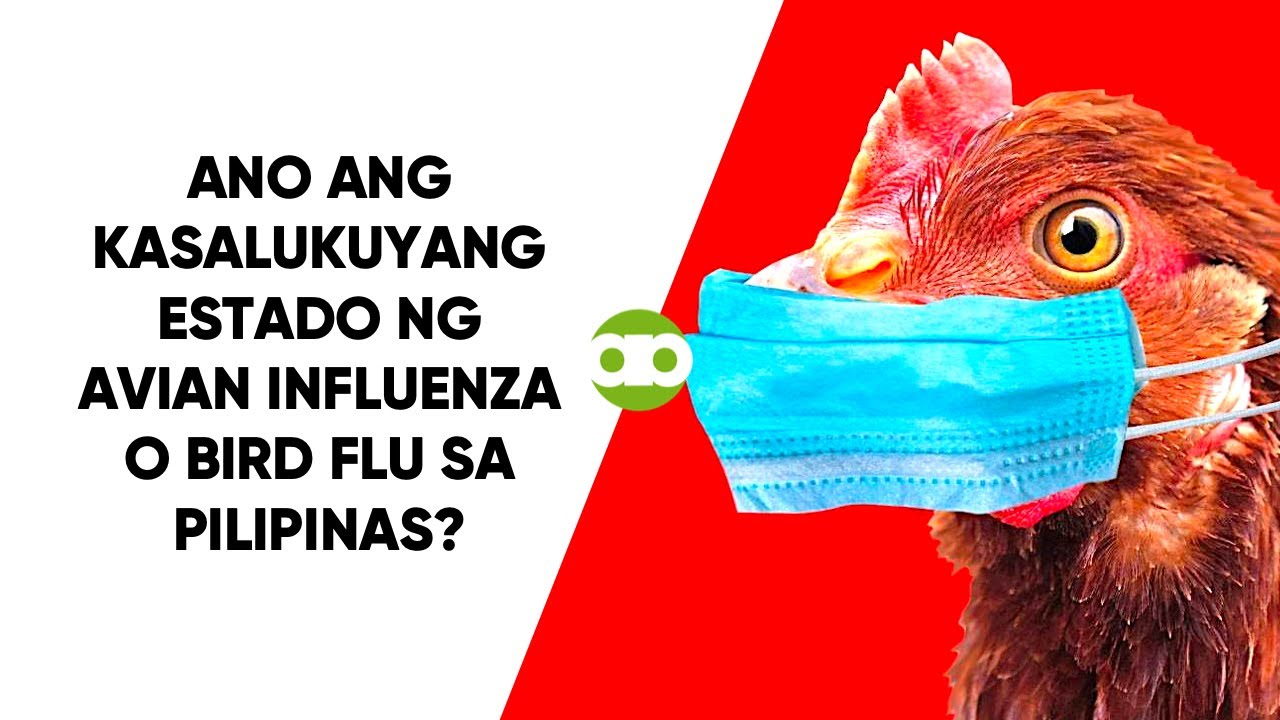 Ano ang Kasalukuyang Estado ng Avian Influenza o Bird Flu sa Pilipinas ...