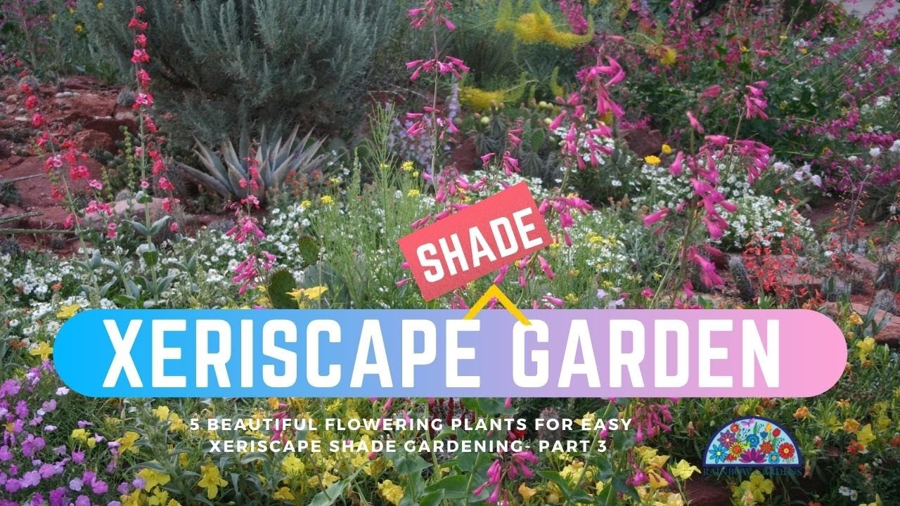 Xeriscaping in shade: Part 3 of our Xeriscaping garden series. - YouTube