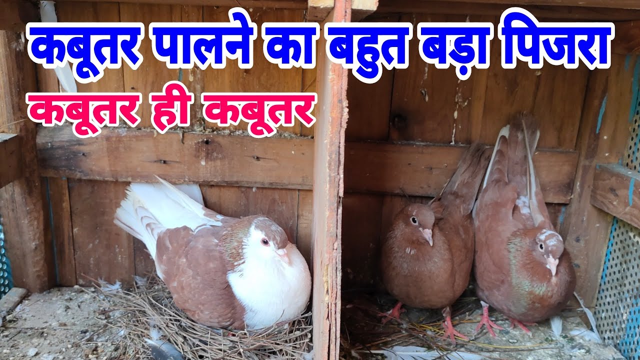 Kabootar hi kabootar | कबूतर का बड़ा पिजरा | pigeon cage - YouTube