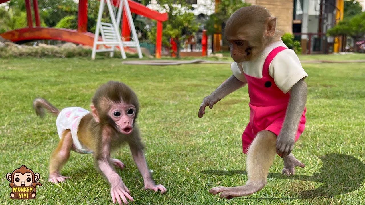 YiYi so worry when monkey Yumy secretly goes out to play - YouTube