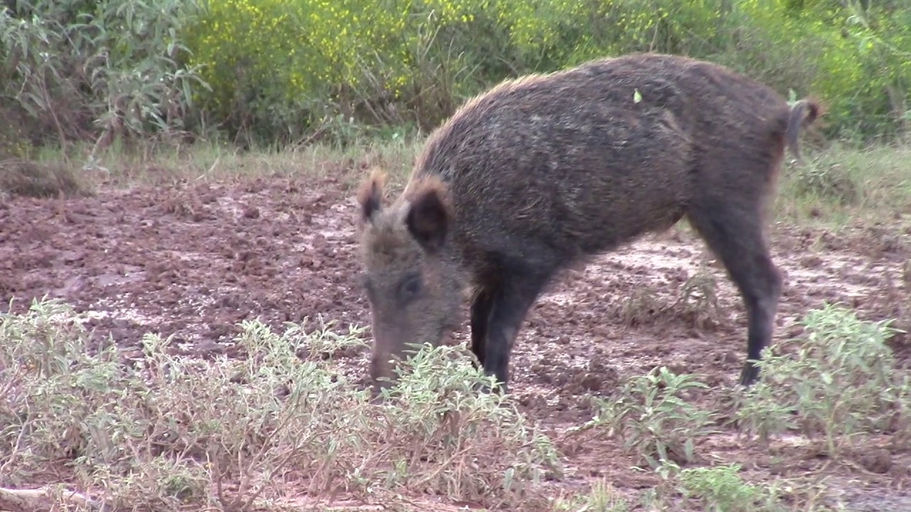 Ridgeback Creek Hog Hunts " a premiere Texas hog hunting destination ...