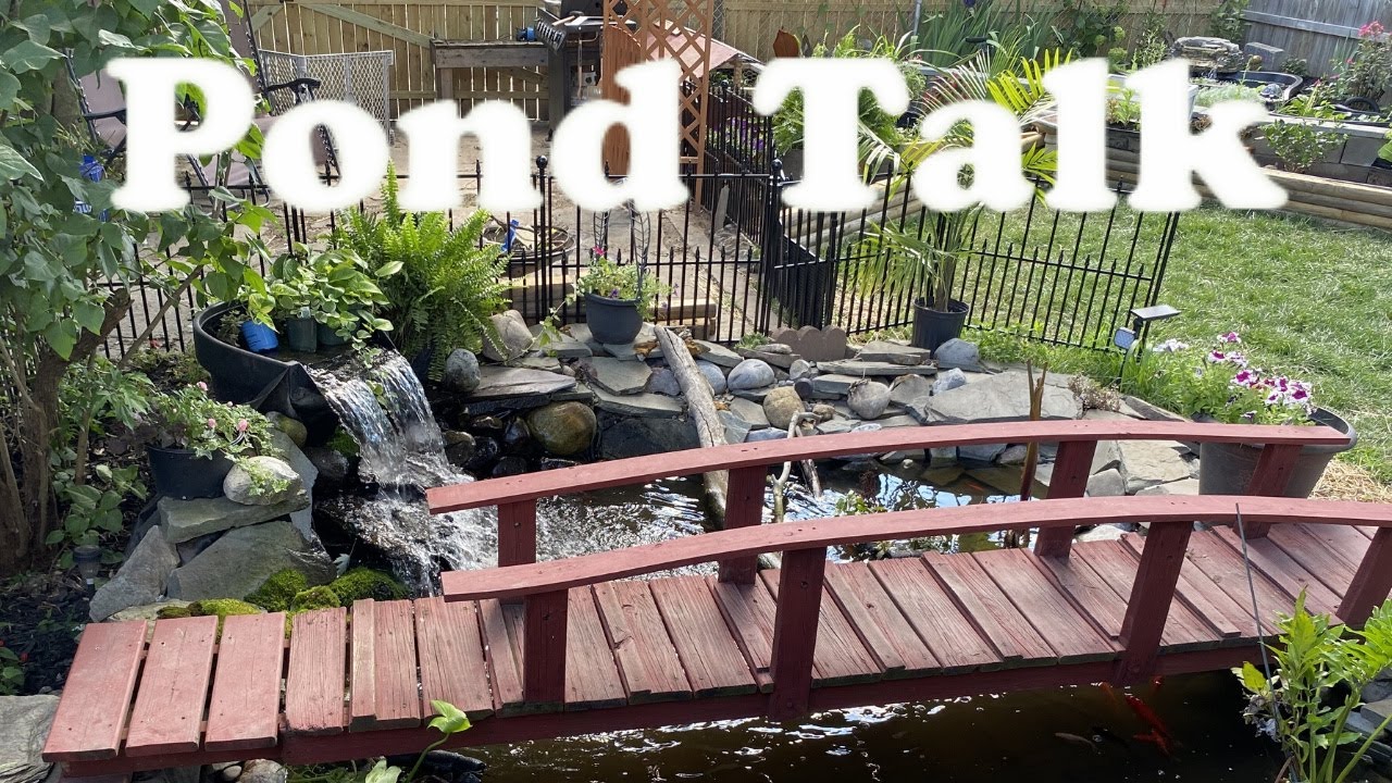 Let's talk about ponds and fish and turtles OH MY - YouTube