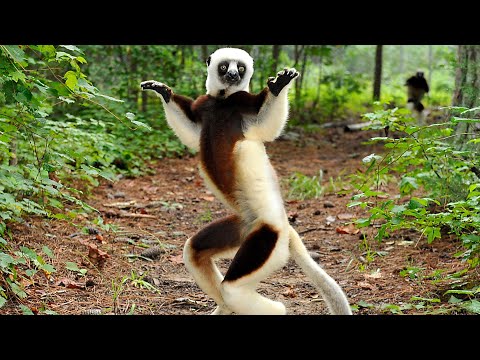 Critically Endangered Coquerel's Sifakas at the Duke Lemur Center