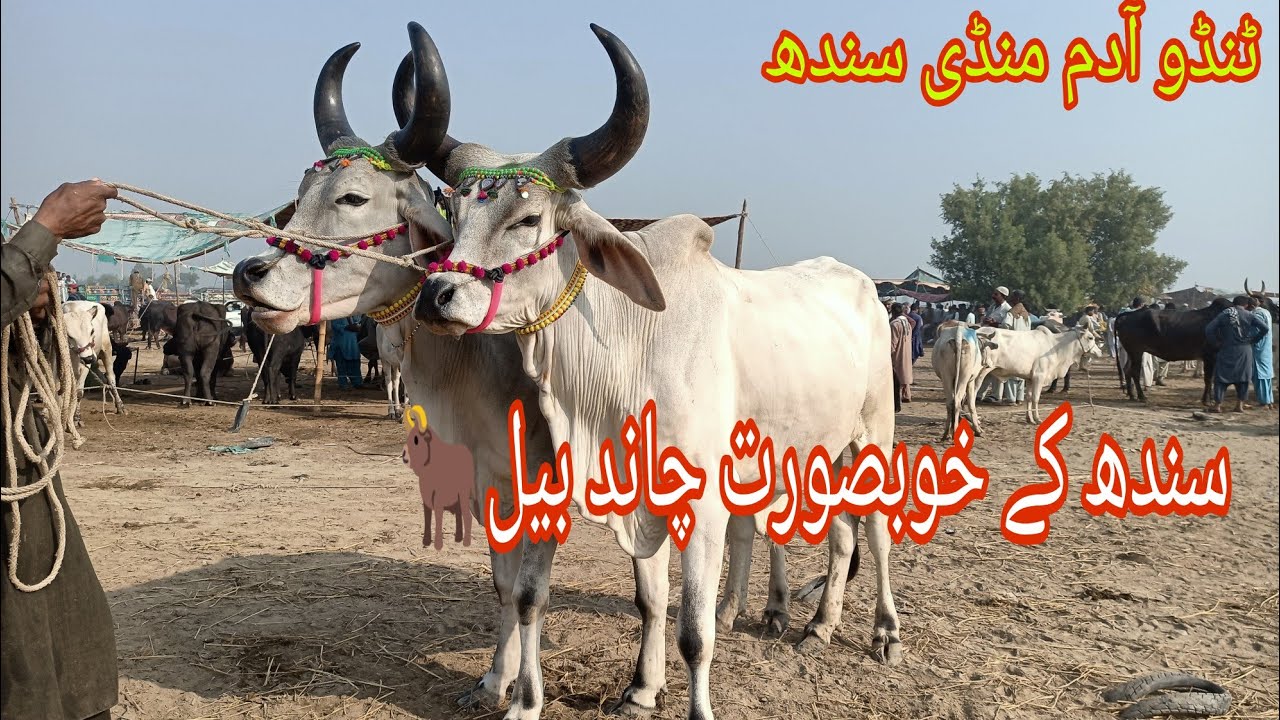 Sindhi Chand bull |MS Cattle Farm| - YouTube