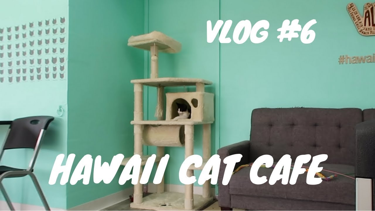 Vlog 6 Hawaii Cat Caf YouTube vlog-6-hawaii-cat-caf-youtube