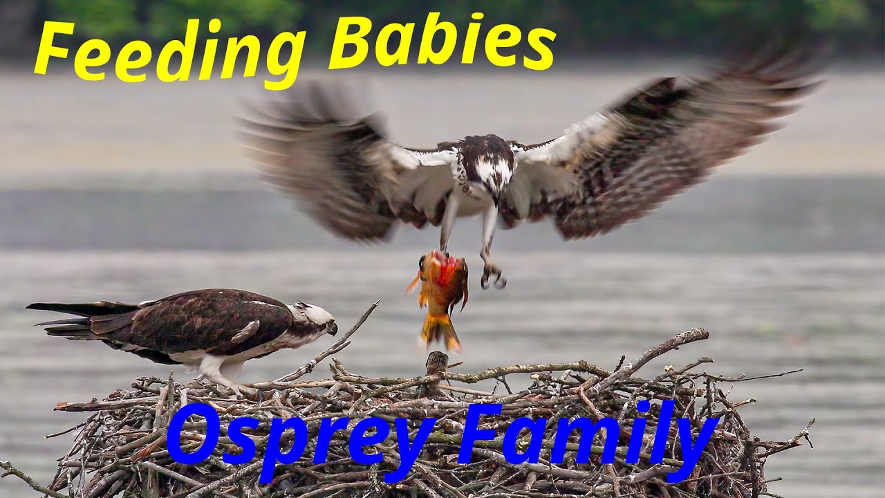 🦅 The Osprey Family - Adorable Osprey Family: Feeding Three Hungry Chicks! - YouTube