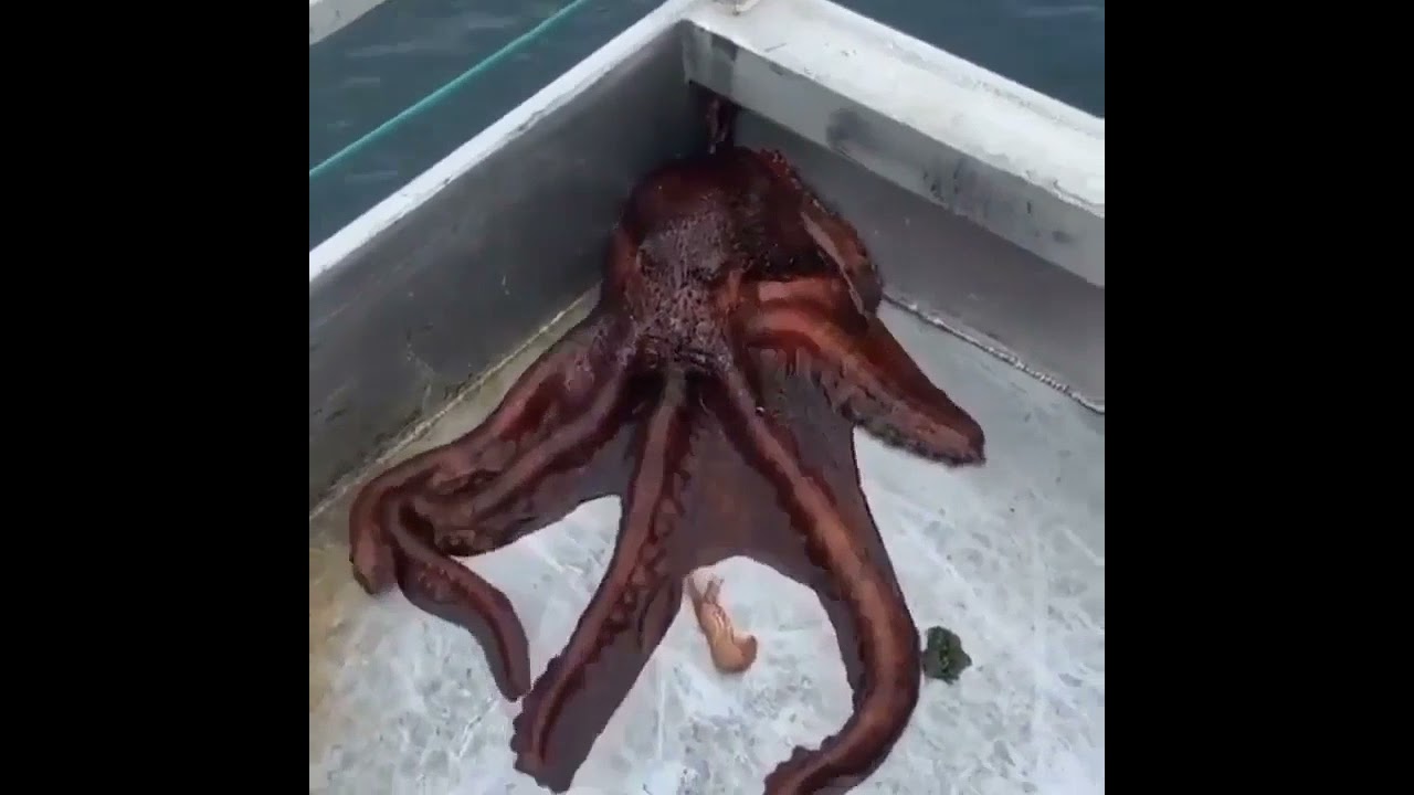 Epic octopus escapes boat and being eaten!! Look at this creature go ...