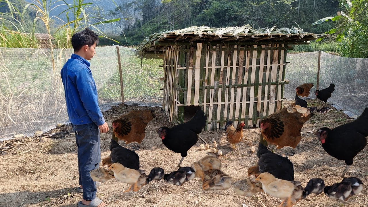 A young man raises chickens and dreams of improving his life # ...