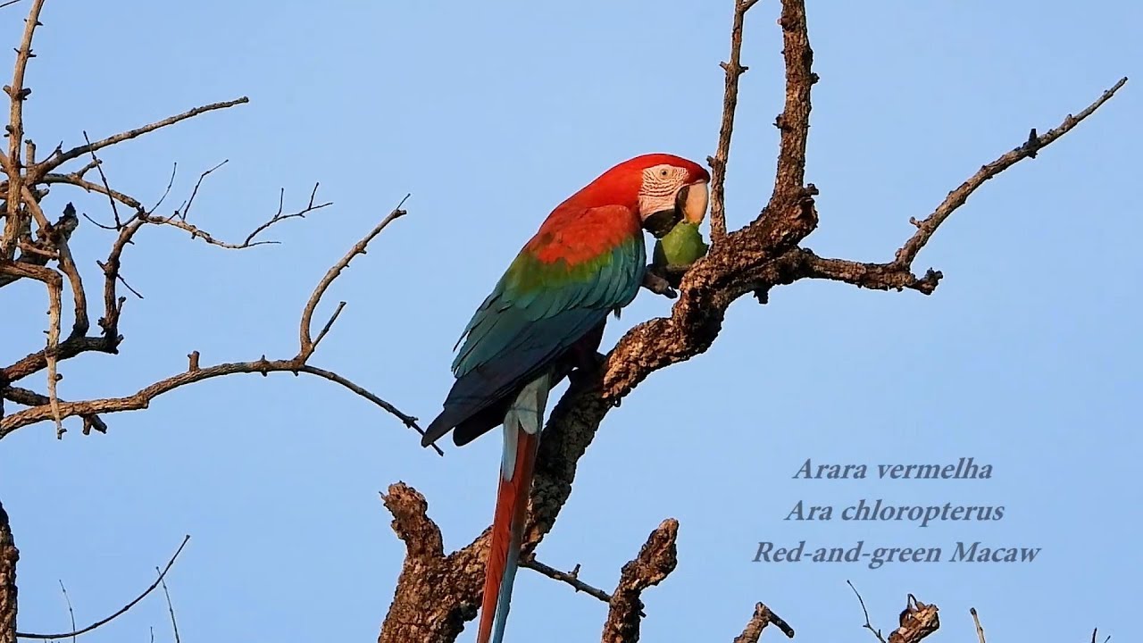 ARARA-VERMELHA-GRANDE na manga (ARA CHLOROPTERUS), RED-AND-GREEN MACAW ...