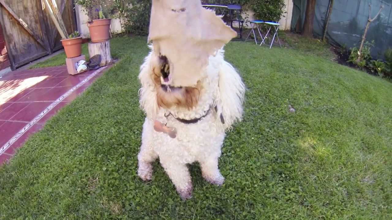Perro Attack (Motita) - GoPro Hero3 - YouTube