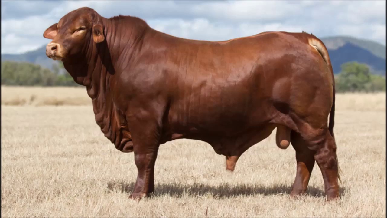 Semex Beef - Explosive - YouTube