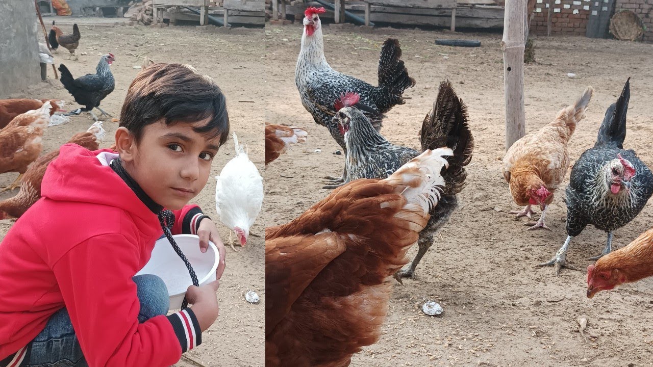 Red and black hens eating in a farm l Daniyal vlogs - YouTube