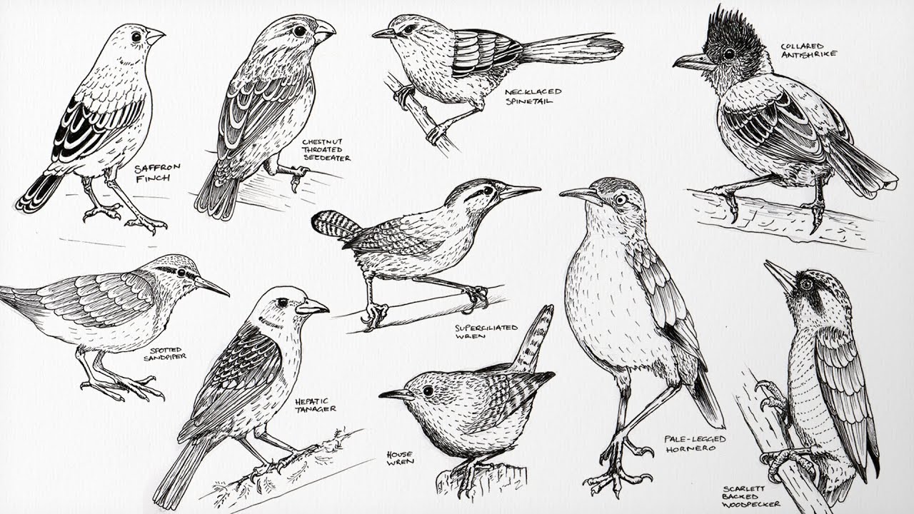 10 bird drawings, 10 bird lessons - YouTube