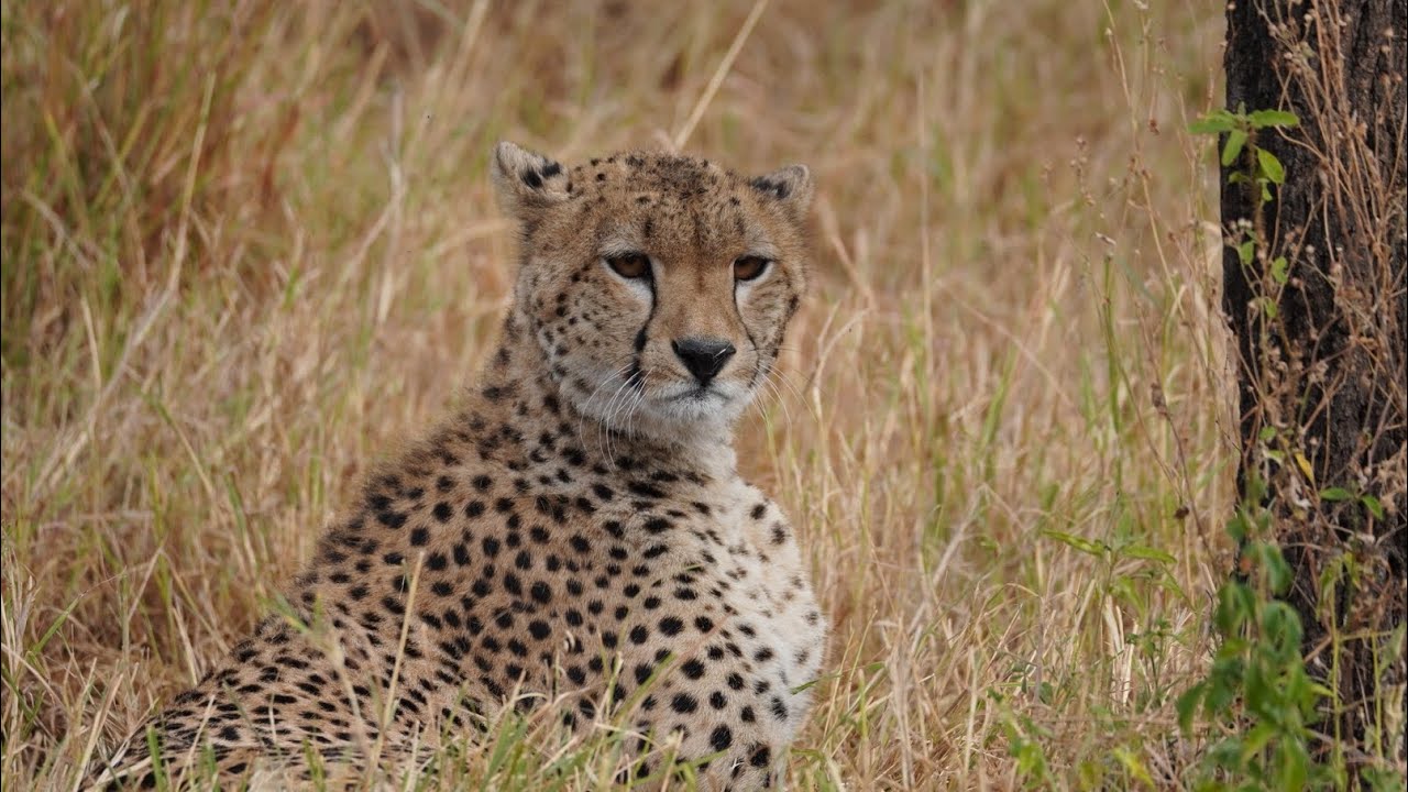 cheetah stimulating muscles - YouTube