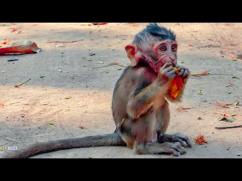 Million Pity Tiny Baby Monkey Anissa Very Hungry, Anissa Eating Mango To Get Some Food In Her Belly